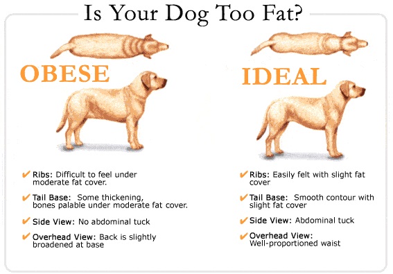 54 Percent Of Dogs In North America Are Obese | The Silo